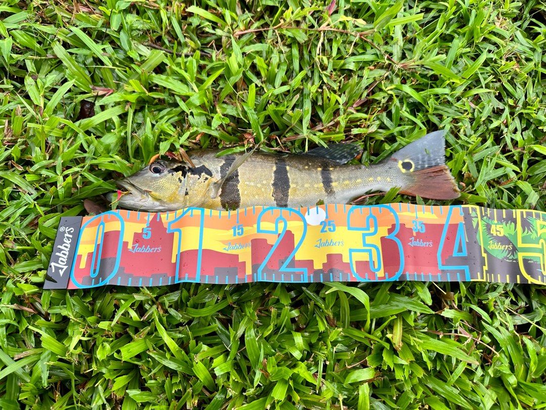 Weekly Catch Report with Fly, Sports Equipment, Fishing on Carousell