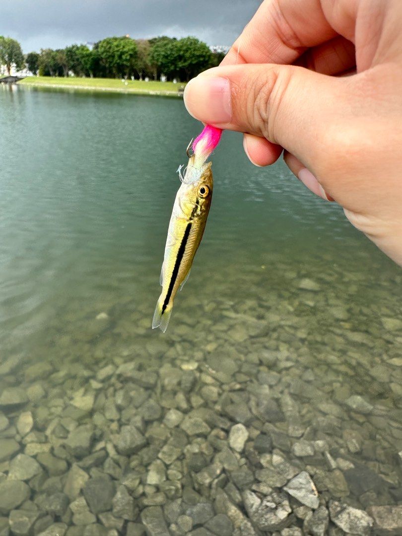 Weekly Catch Report with Fly, Sports Equipment, Fishing on Carousell