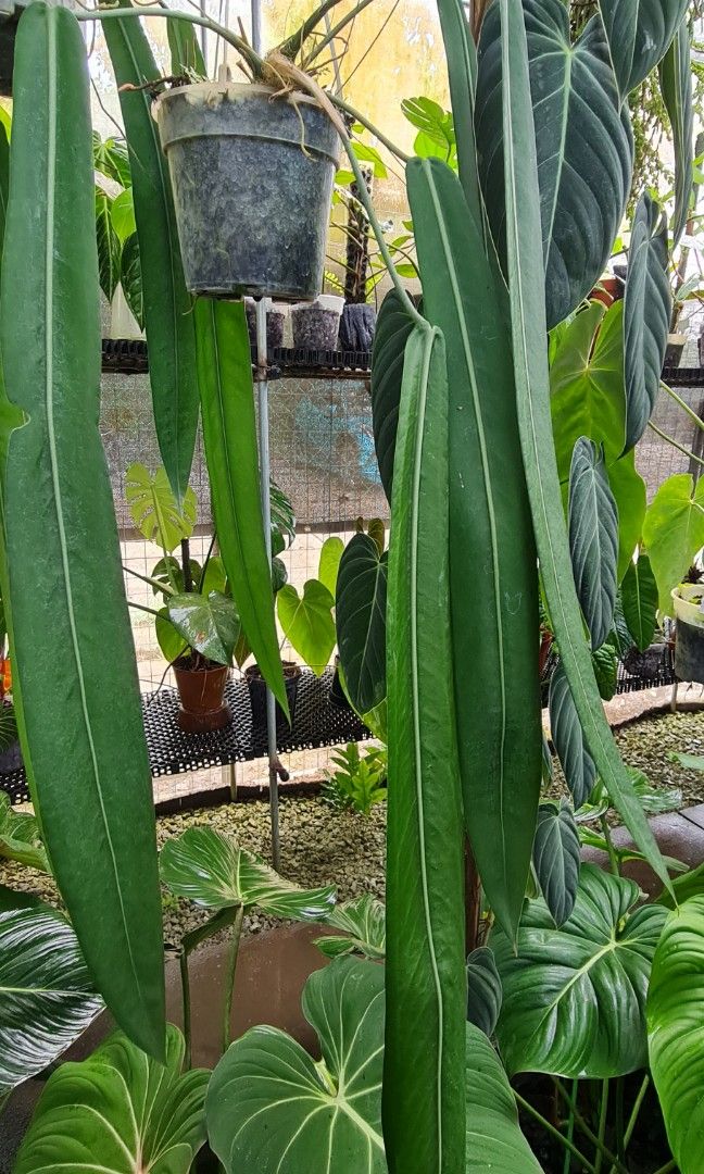 Anthurium pallidiflorum, Everything Else on Carousell
