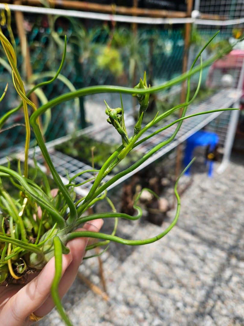 Big Bulbosa airplant clump Only One left, Furniture & Home Living ...