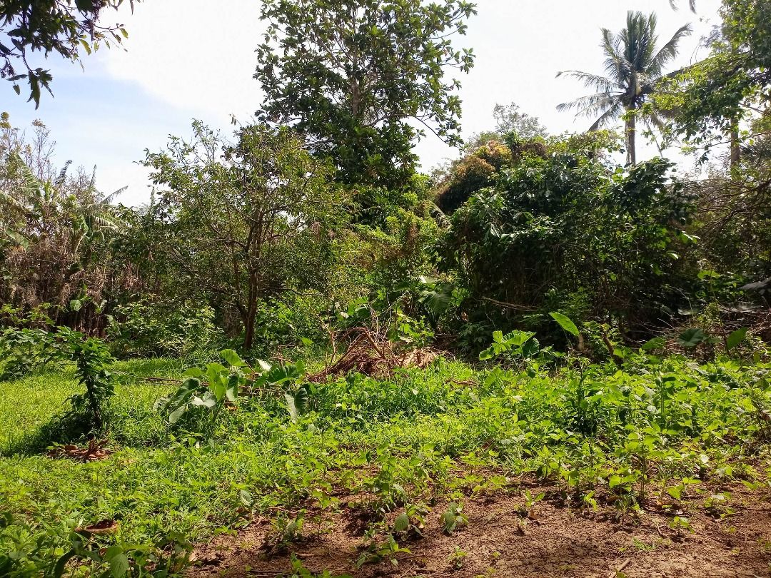 FARM LOT WITH FRUITS BEARING AND NEAR BRGY. ROAD, Property, For Sale ...