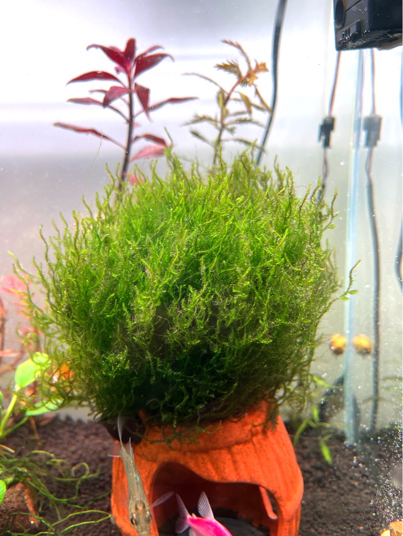 Aquatic plant Flame moss, Furniture & Home Living, Gardening, Plants ...