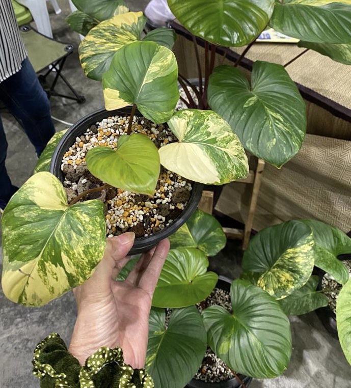 Homalomena Yellow Sapphire, Furniture & Home Living, Gardening, Plants ...