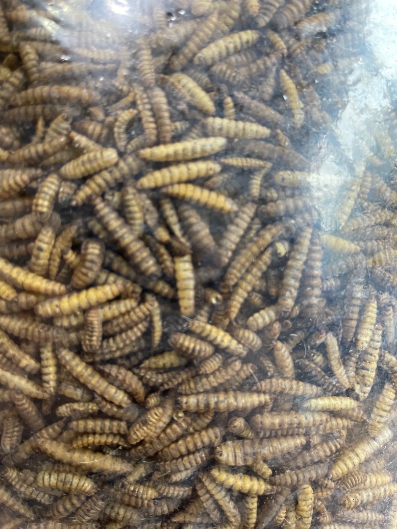 Mighty Maggots Dried BSF, Pet Supplies, Pet Food on Carousell