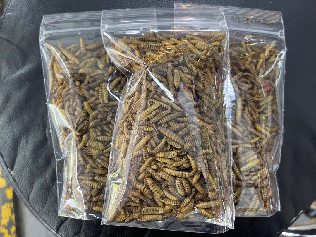 Mighty Maggots Dried BSF, Pet Supplies, Pet Food on Carousell