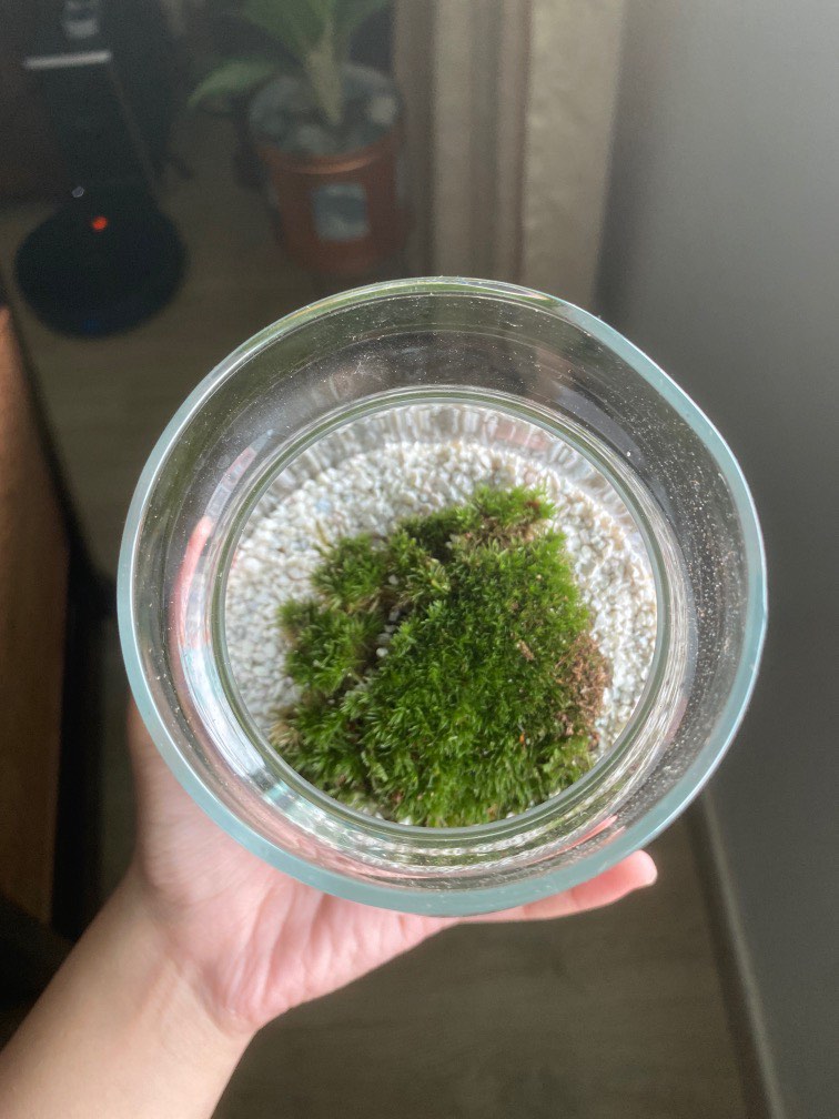 Moss in terrarium, Furniture & Home Living, Gardening, Plants & Seeds ...