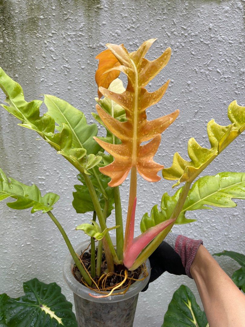 Philodendron Ring of Fire Golden, Furniture & Home Living, Gardening ...