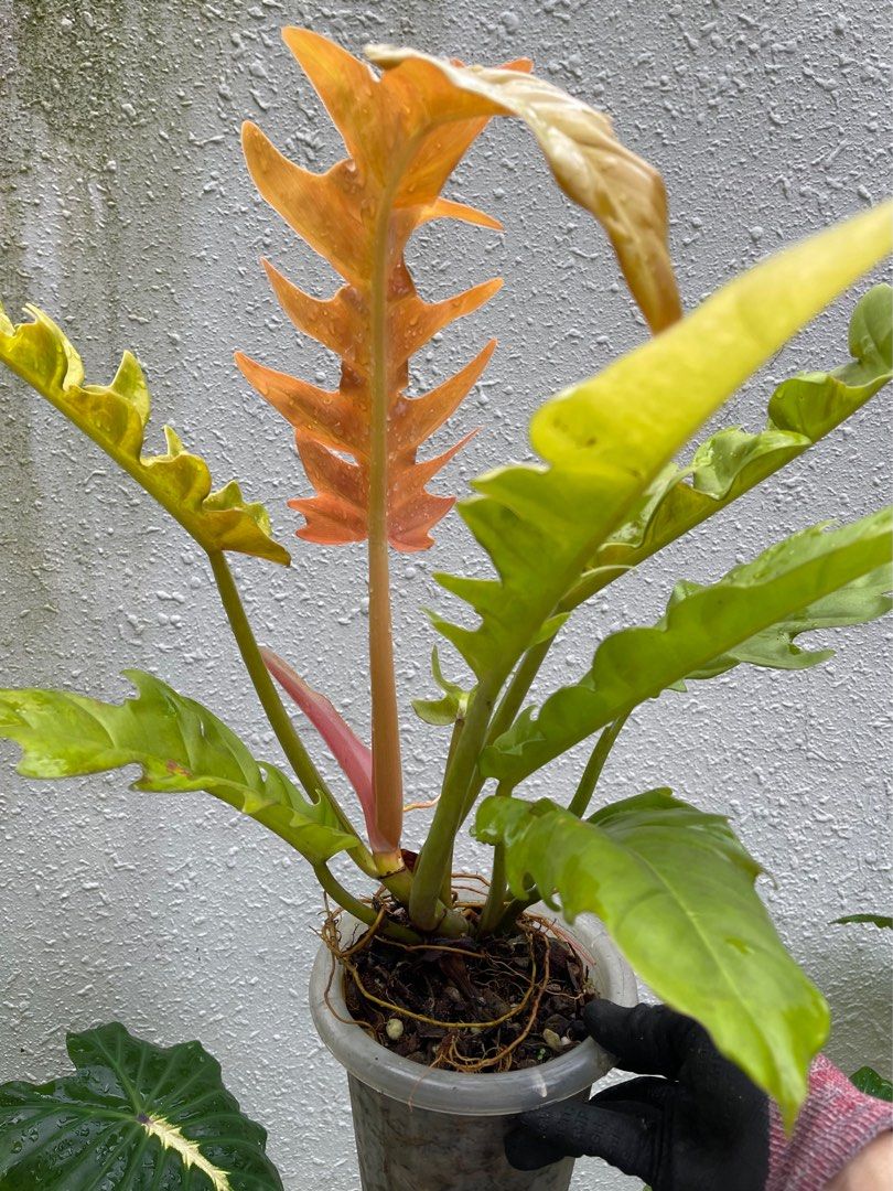 Philodendron Ring of Fire Golden, Furniture & Home Living, Gardening ...