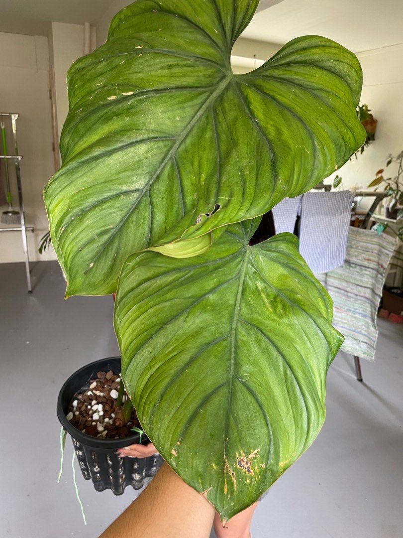 Philodendron SP Colombia, Furniture & Home Living, Gardening, Plants ...