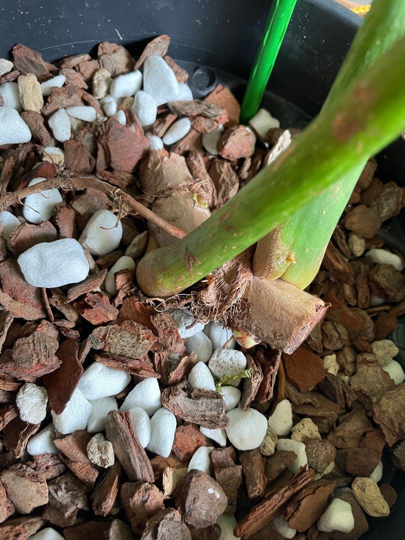 Philodendron SP Colombia, Furniture & Home Living, Gardening, Plants ...