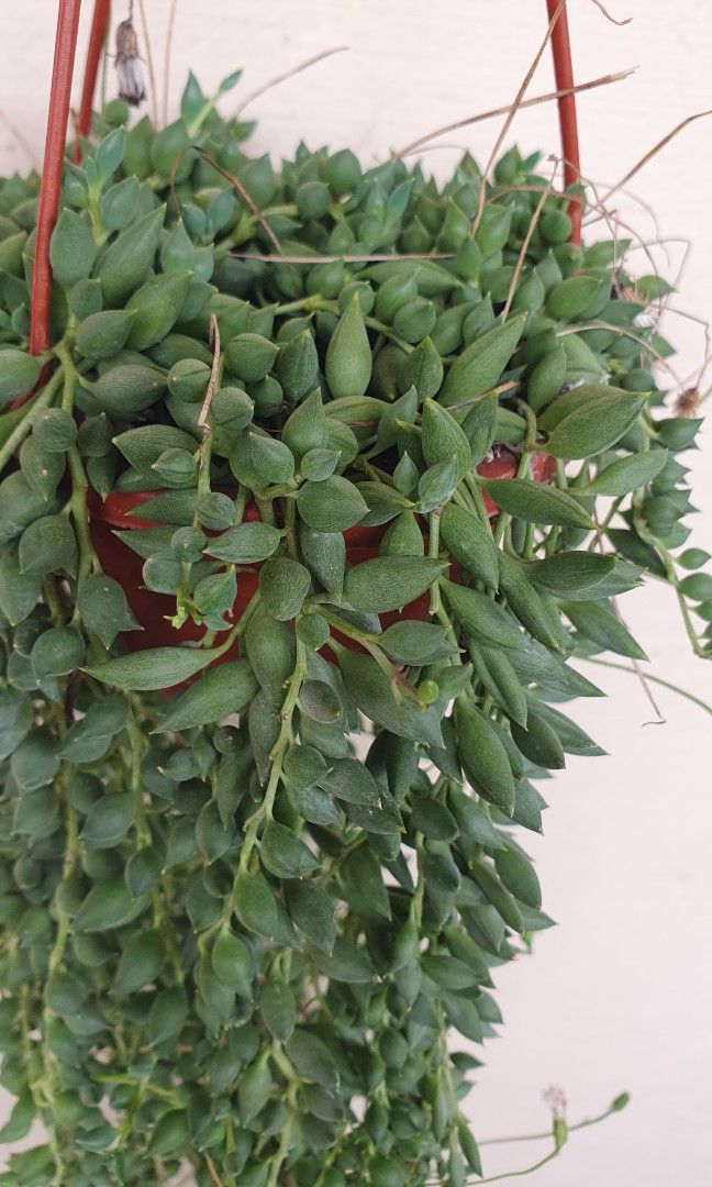 Plant - China String of Pearls / String of Tears ($13.90/$15.90 ...