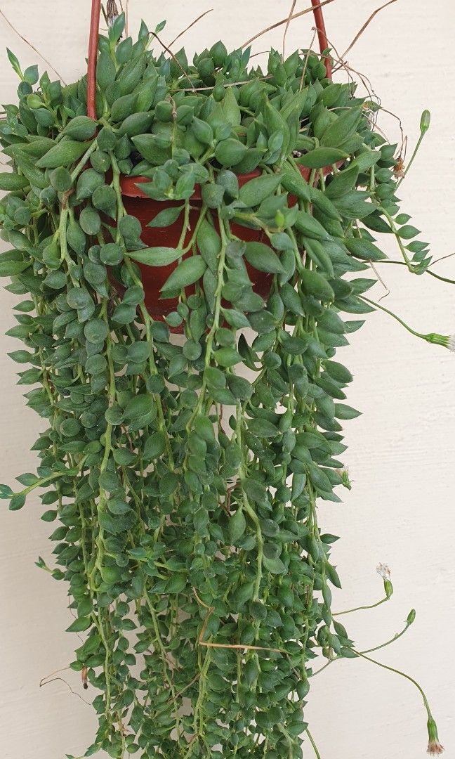 Plant - China String of Pearls / String of Tears ($13.90/$15.90 ...