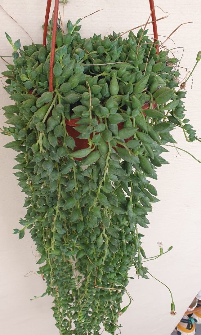 Plant - China String of Pearls / String of Tears ($13.90/$15.90 ...