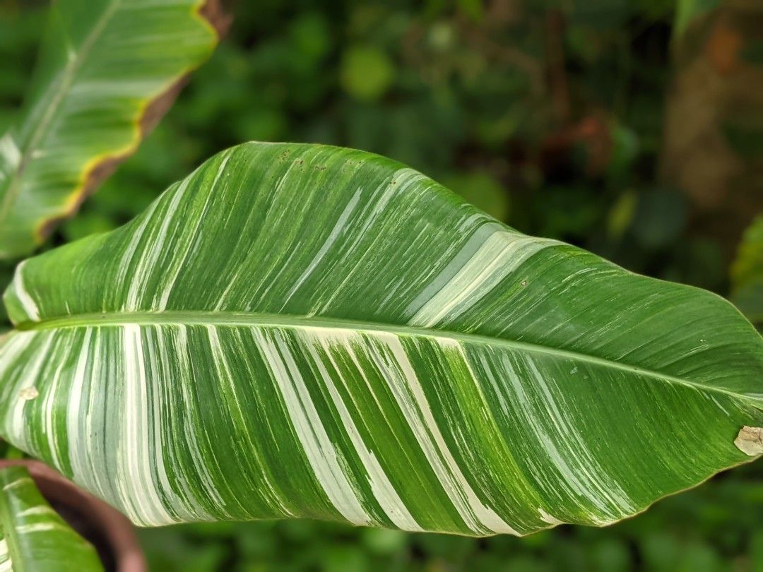 Variegated Musa Tanee, Furniture & Home Living, Gardening, Plants ...
