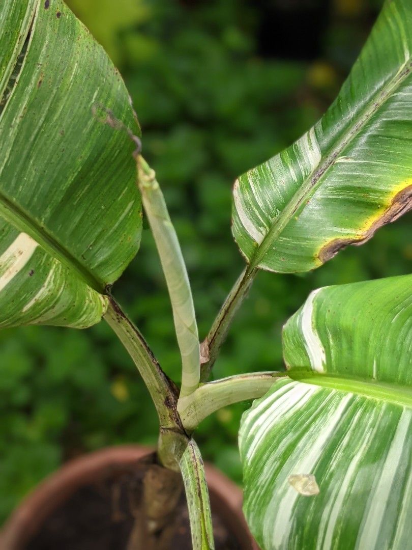 Variegated Musa Tanee, Furniture & Home Living, Gardening, Plants ...