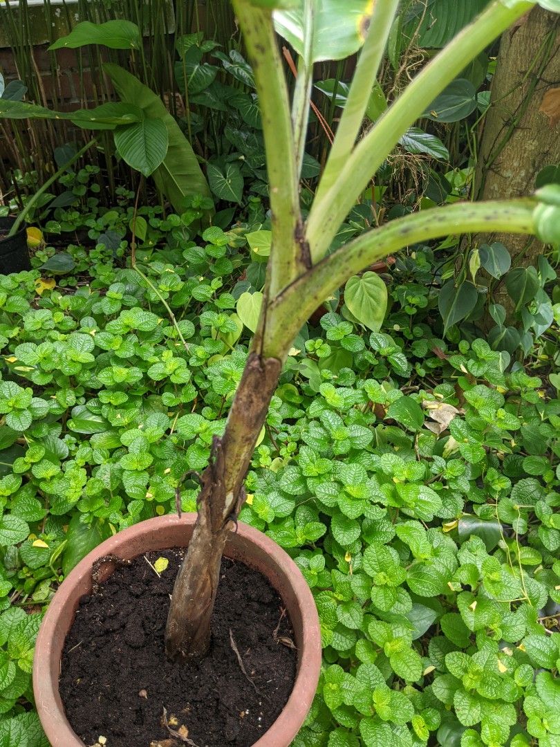 Variegated Musa Tanee, Furniture & Home Living, Gardening, Plants ...