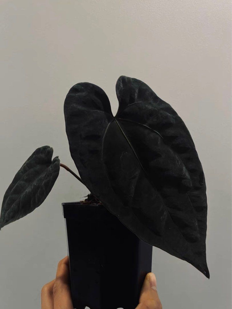 Anthurium AOS x PAPI fs, 傢俬＆家居, 園藝, 植物及種子 - Carousell