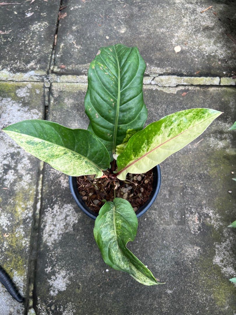 Anthurium hookerii, Furniture & Home Living, Gardening, Plants & Seeds ...