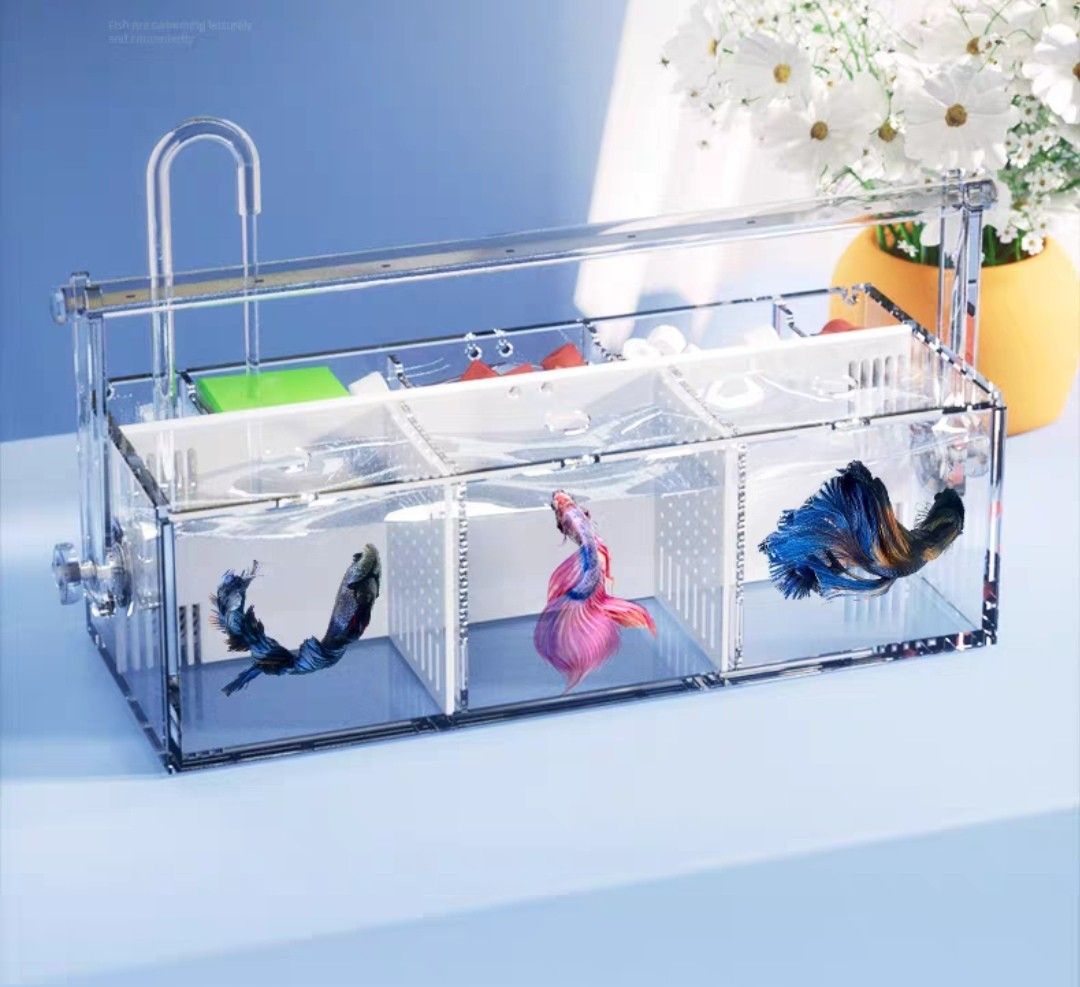 Betta Fish Rack, Furniture & Home Living, Home Decor, Other Home Decor ...