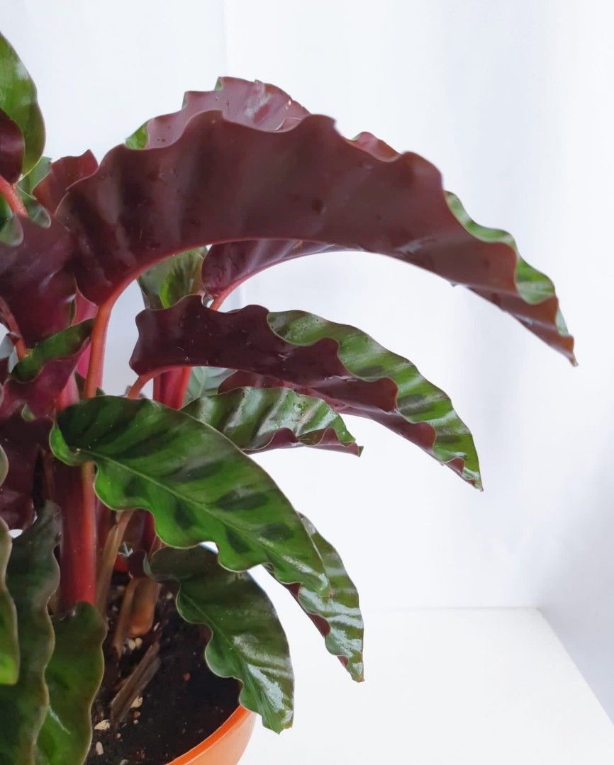 Calathea Gandersii, Furniture & Home Living, Gardening, Plants & Seeds ...