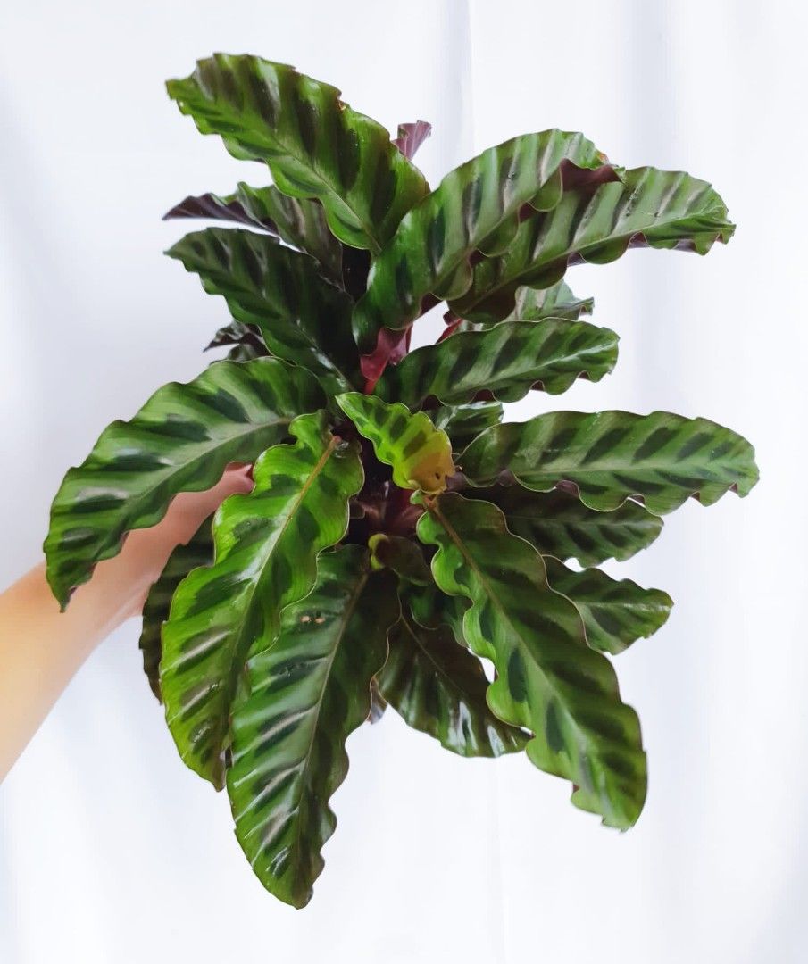 Calathea Gandersii, Furniture & Home Living, Gardening, Plants & Seeds ...