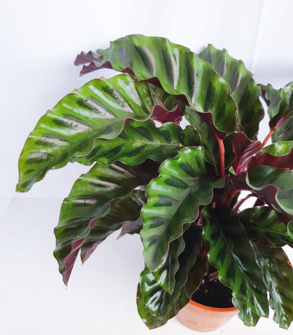 Calathea Gandersii, Furniture & Home Living, Gardening, Plants & Seeds ...