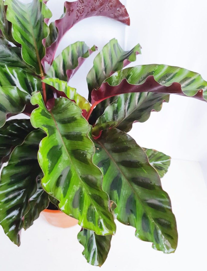Calathea Gandersii, Furniture & Home Living, Gardening, Plants & Seeds ...