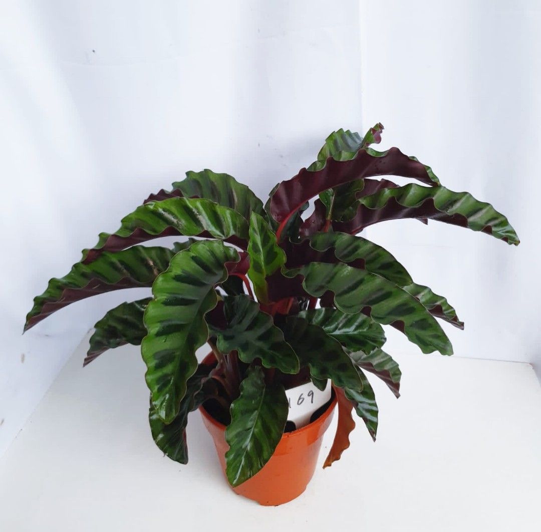 Calathea Gandersii, Furniture & Home Living, Gardening, Plants & Seeds ...