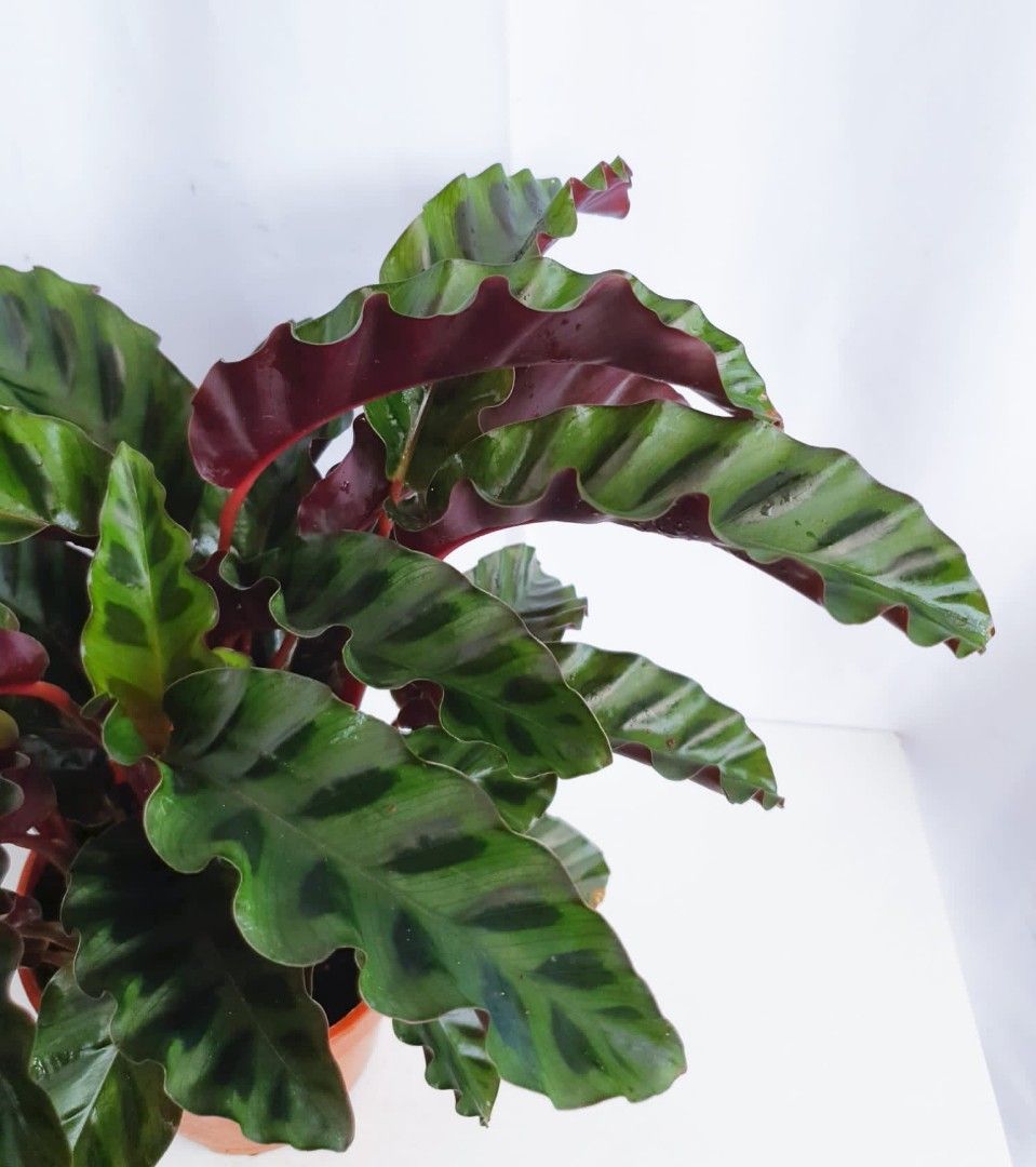 Calathea Gandersii, Furniture & Home Living, Gardening, Plants & Seeds ...