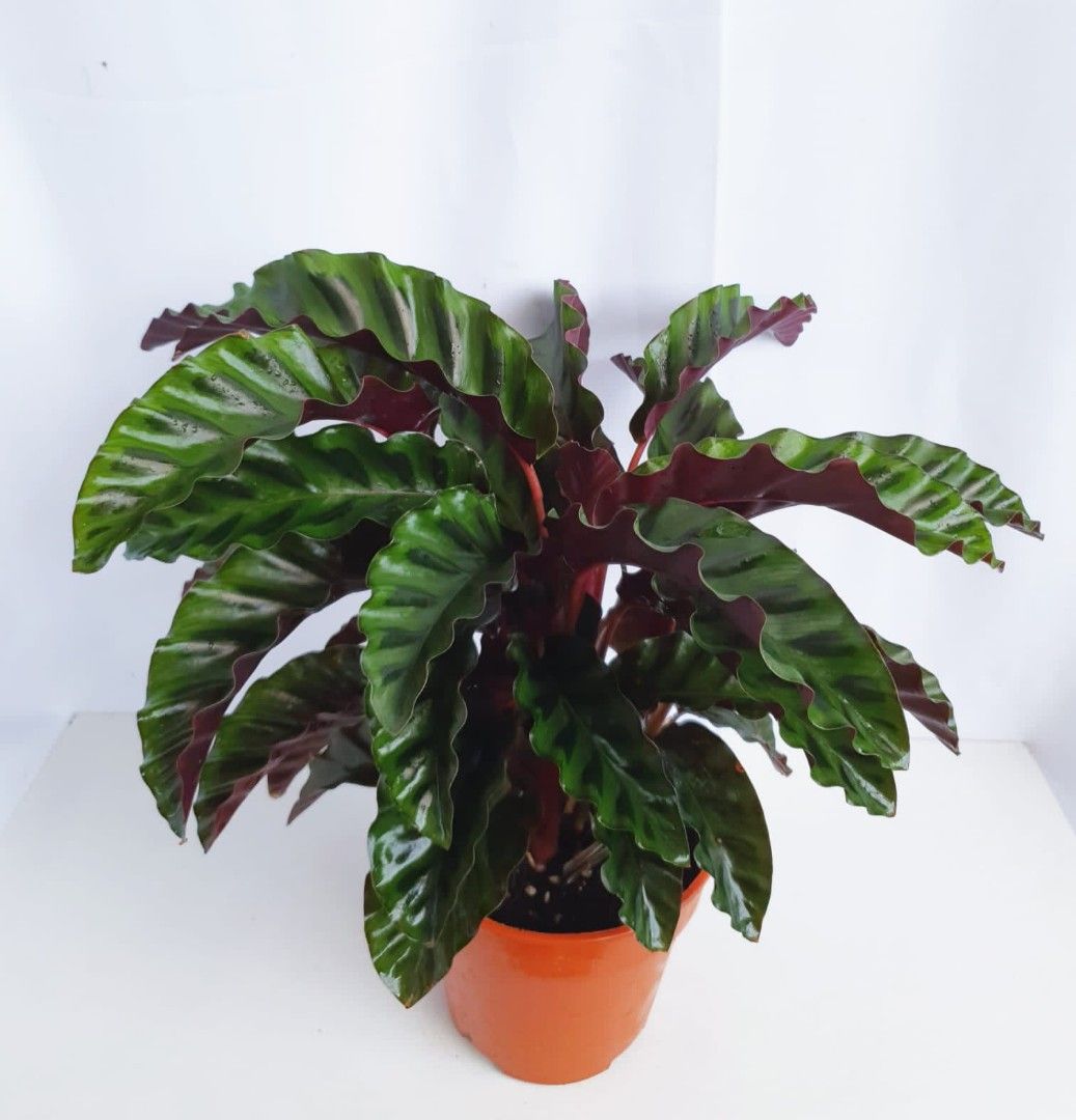 Calathea Gandersii, Furniture & Home Living, Gardening, Plants & Seeds ...