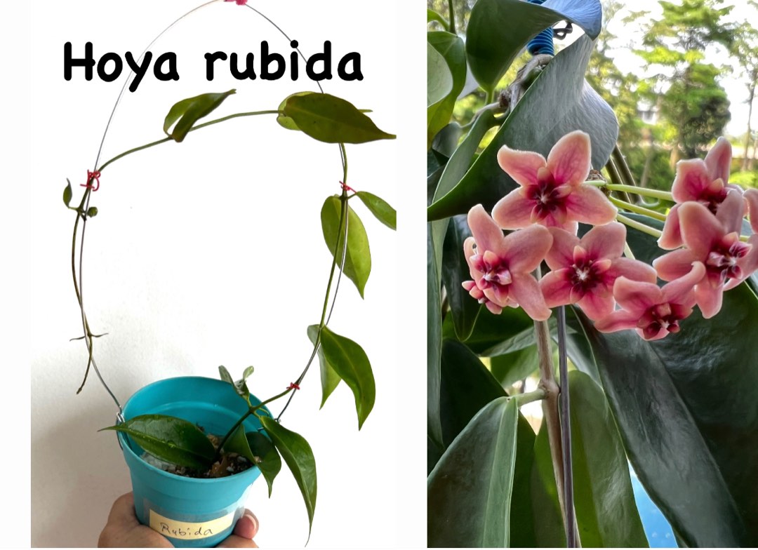 HOYA RUBIDA - $8.50, Furniture & Home Living, Gardening, Plants & Seeds ...