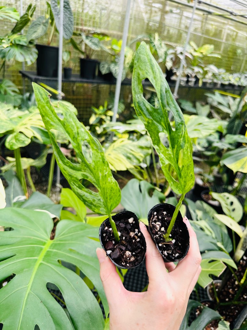 Monstera Adansonii Indonesian Form Cloud Variegated, Furniture & Home ...