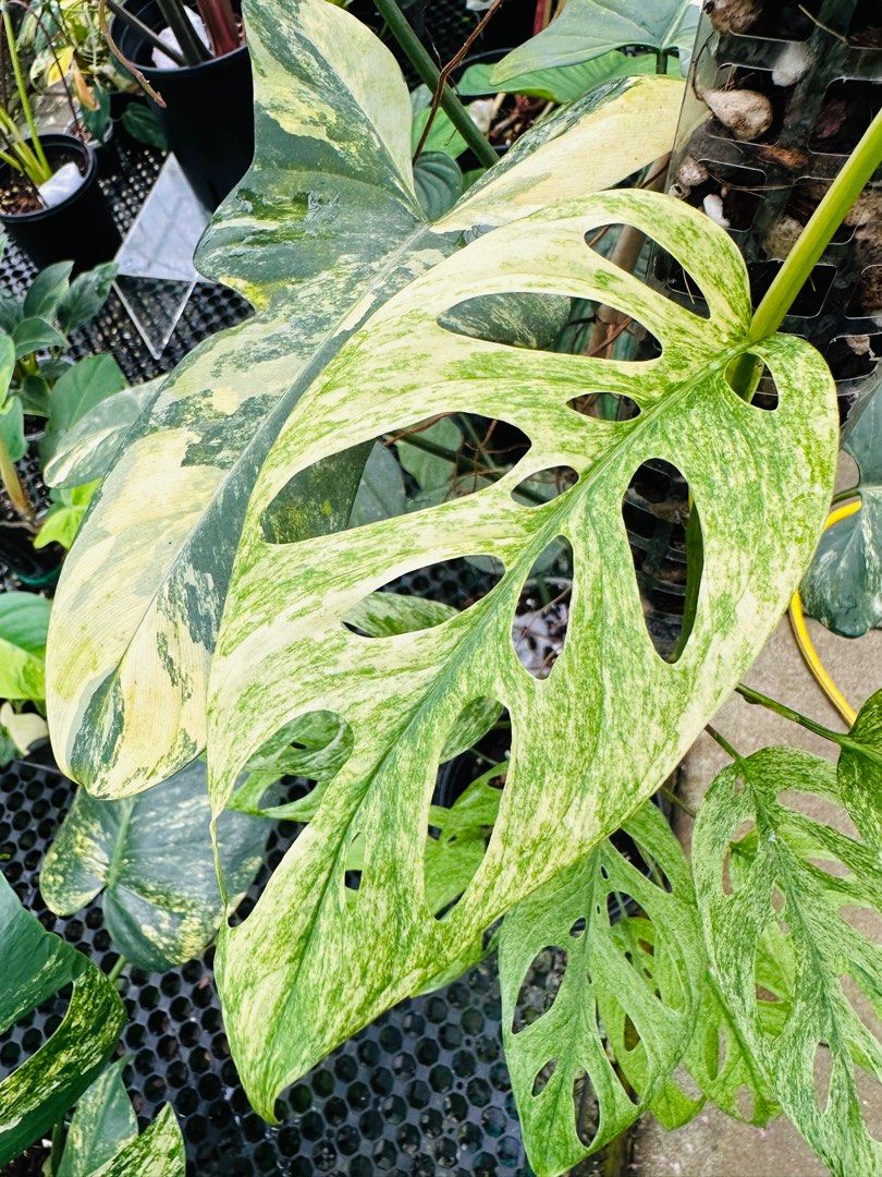 Monstera Adansonii Laniata Mint Variegated (Wide Form), Furniture ...