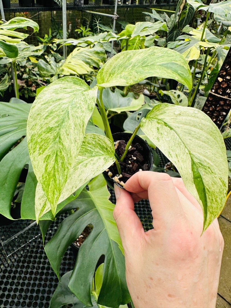 Monstera Adansonii Laniata Variegated (Narrow Form), Furniture & Home ...