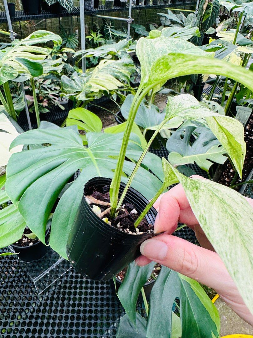 Monstera Adansonii Laniata Variegated (Narrow Form), Furniture & Home ...