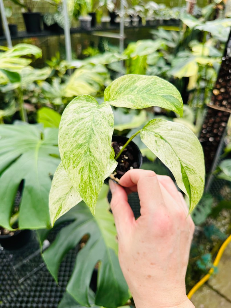 Monstera Adansonii Laniata Variegated (Narrow Form), Furniture & Home ...