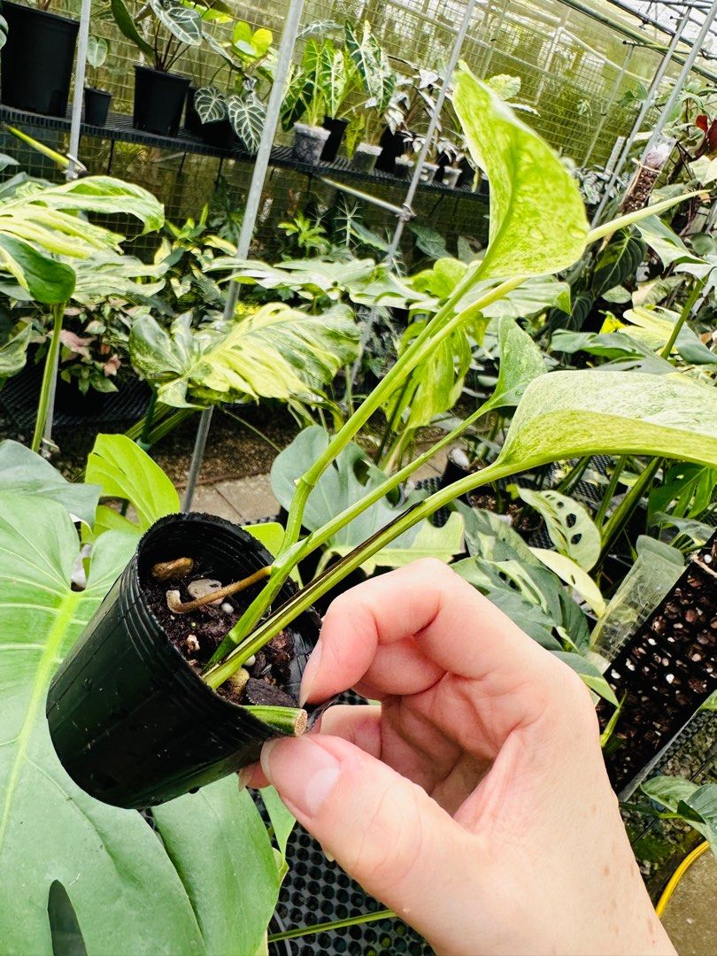 Monstera Adansonii Laniata Variegated (Narrow Form), Furniture & Home ...