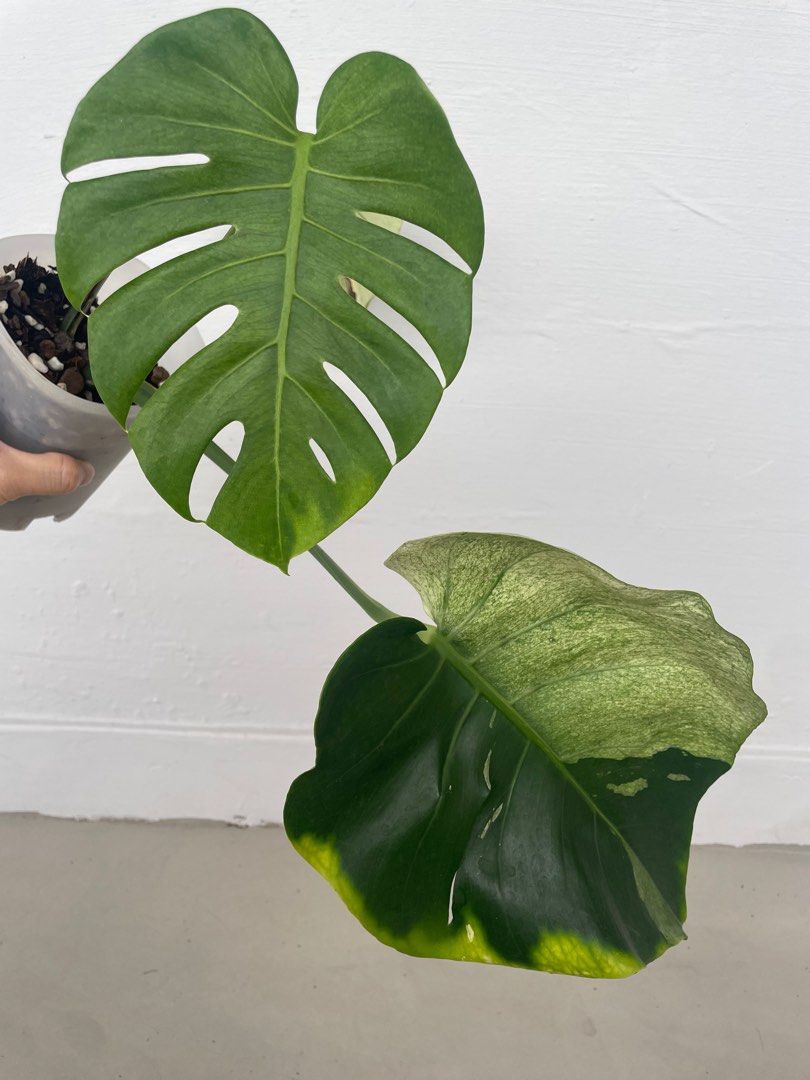 Monstera deliciosa mint (large form), Furniture & Home Living ...