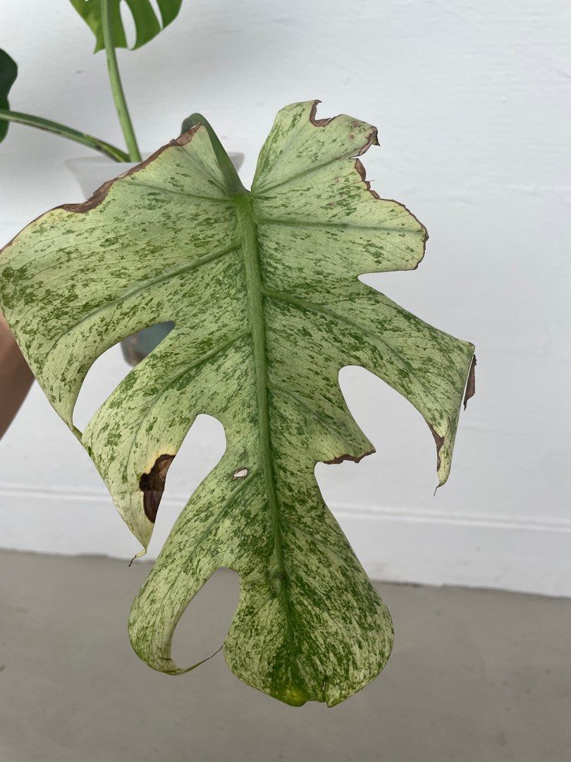 Monstera deliciosa mint (large form), Furniture & Home Living ...