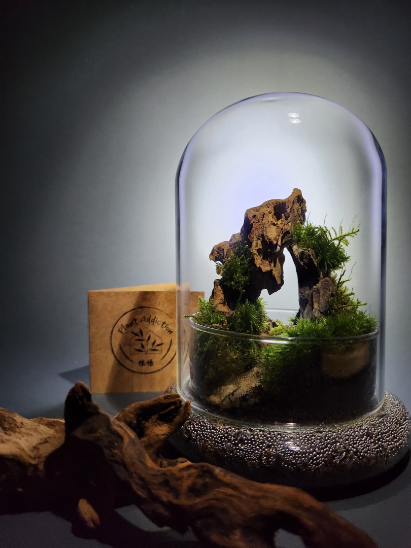 P56 - Moss Terrarium | Dome Terrarium, Furniture & Home Living ...