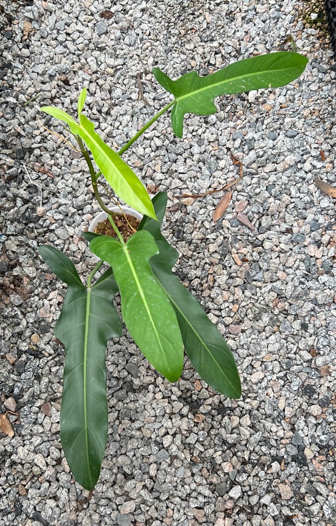 Philodendron jerry horn, Furniture & Home Living, Gardening, Plants ...