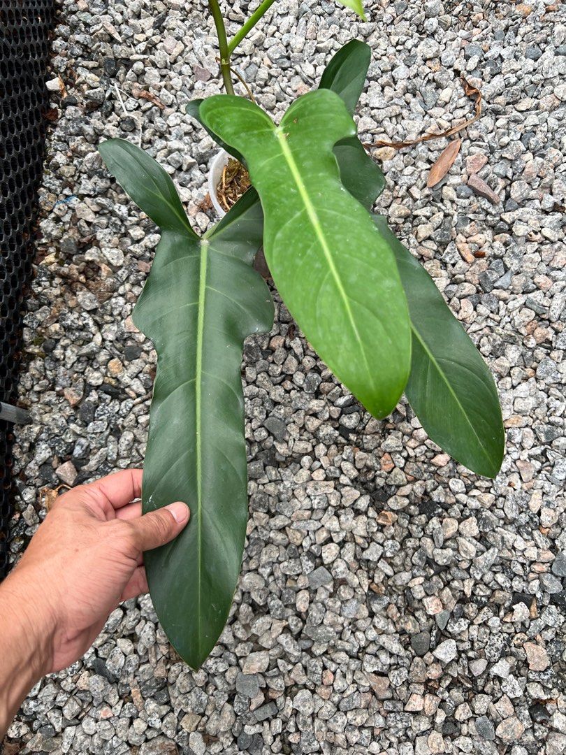 Philodendron jerry horn, Furniture & Home Living, Gardening, Plants ...