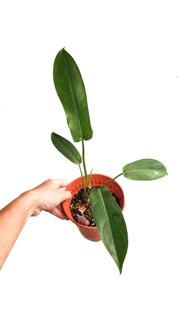 Philodendron Jerry Horne, Furniture & Home Living, Gardening, Plants ...