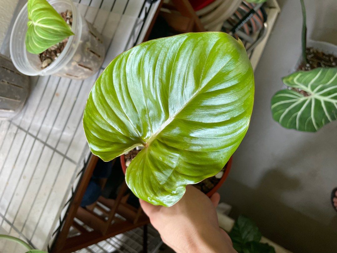 Philodendron Plowmanii X Pastazanum Furniture Home Living Gardening