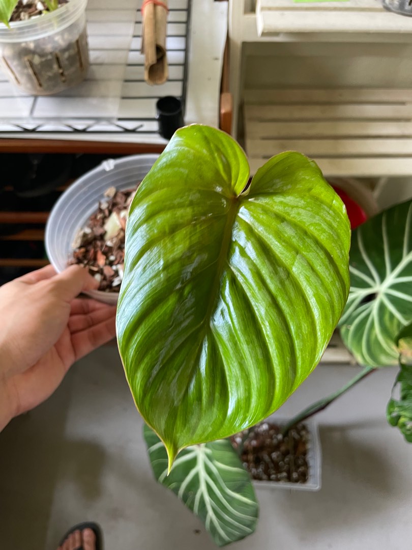 Philodendron Plowmanii X Pastazanum Furniture Home Living Gardening