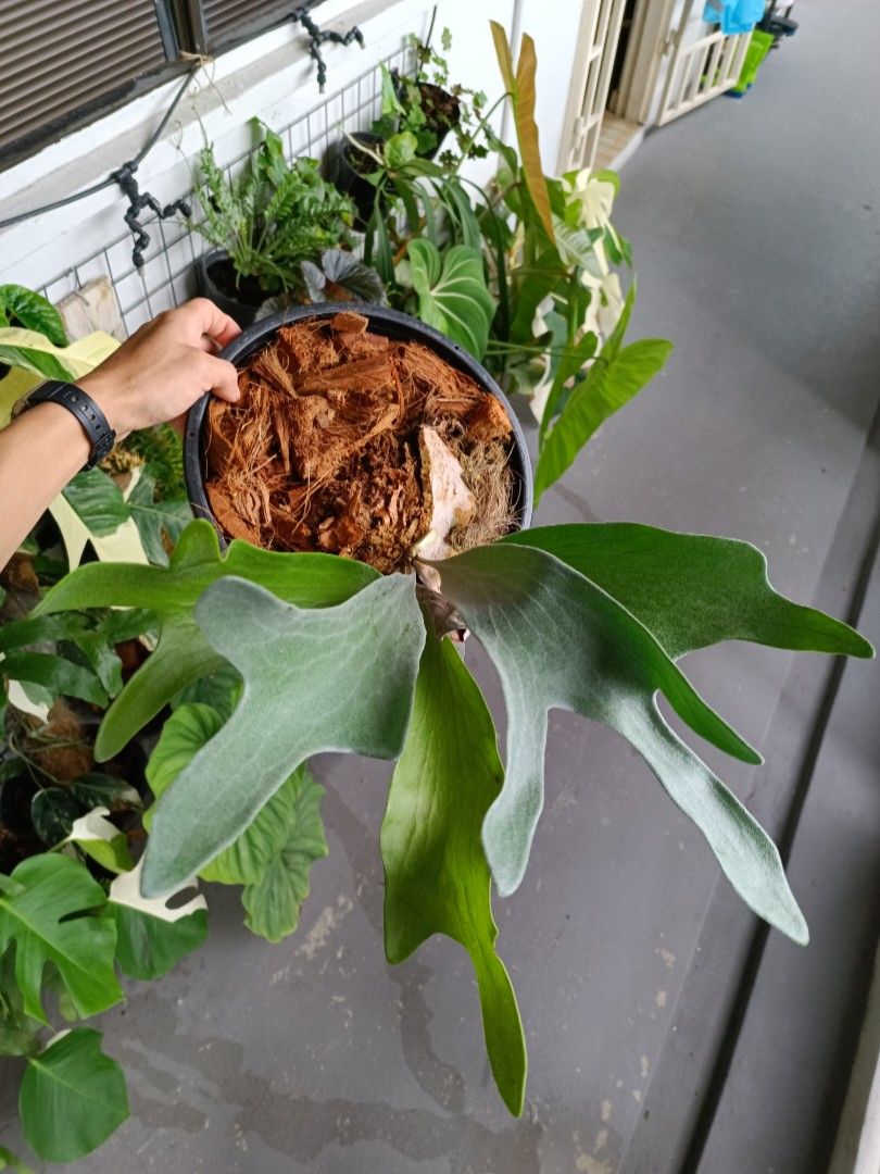 Platycerium Diversifolium Staghorn Fern, Furniture & Home Living ...