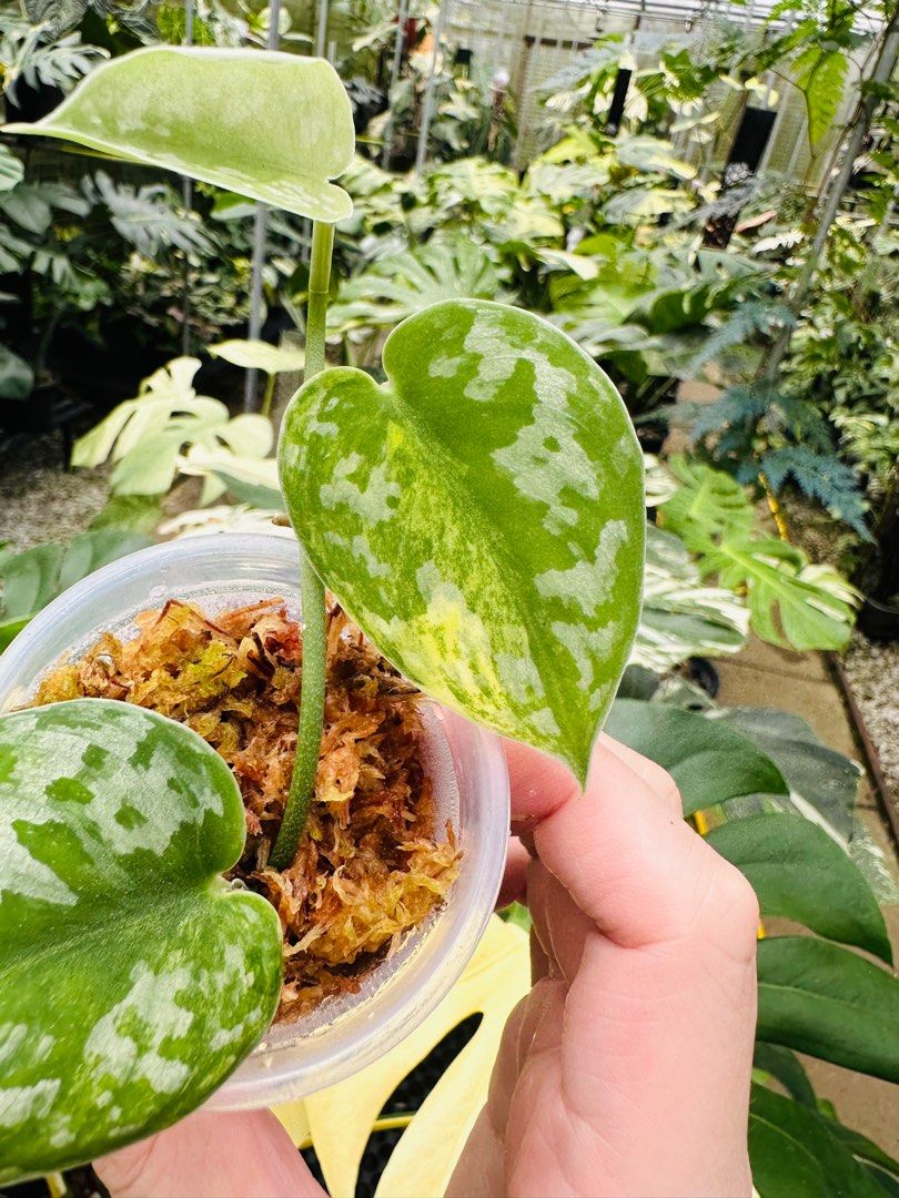 Scindapsus Exotica Aurea Variegated, Furniture & Home Living, Gardening ...