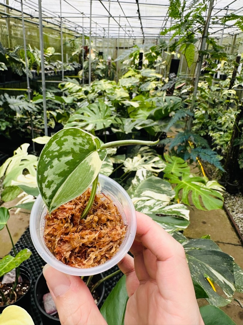 Scindapsus Mayari, Furniture & Home Living, Gardening, Plants & Seeds ...