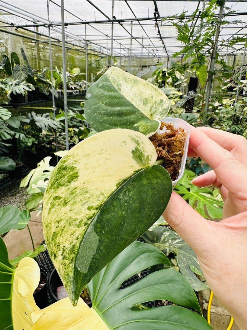 Scindapsus Pictus Mangurai Variegated, Furniture & Home Living ...