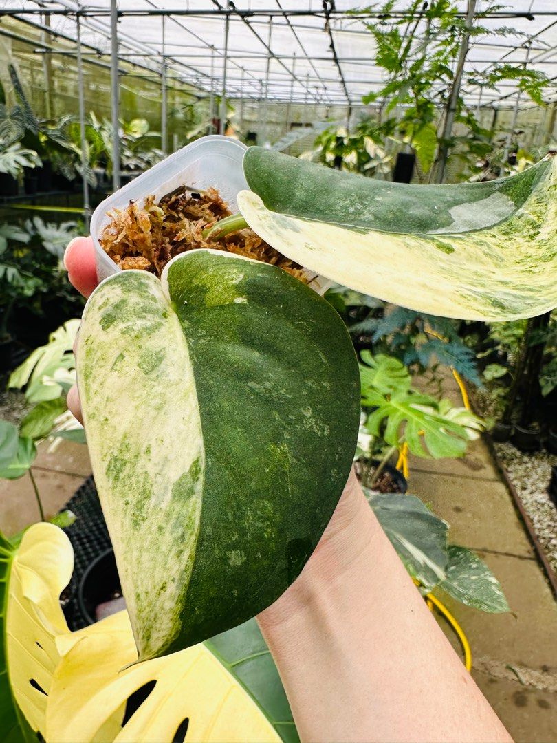 Scindapsus Pictus Mangurai Variegated, Furniture & Home Living ...